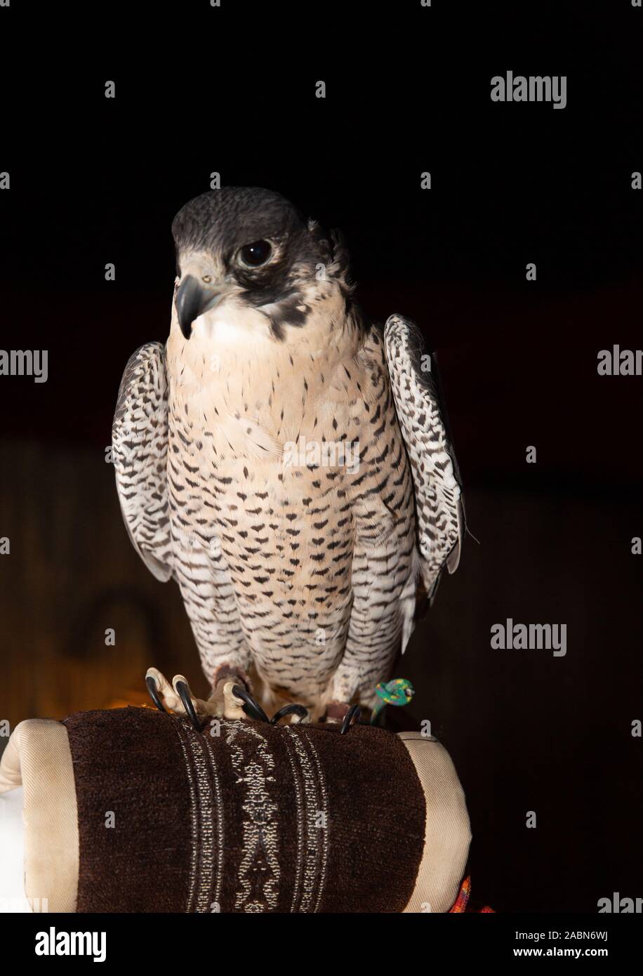 A Falcon which people were allowed to have photos taken with during an ...