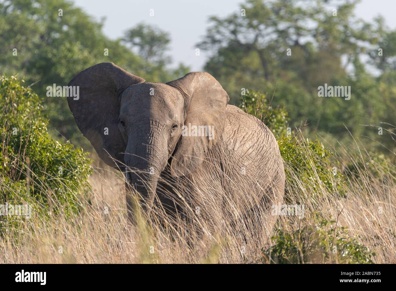 portrait of a big african elephant in the african savannah Stock Photo ...