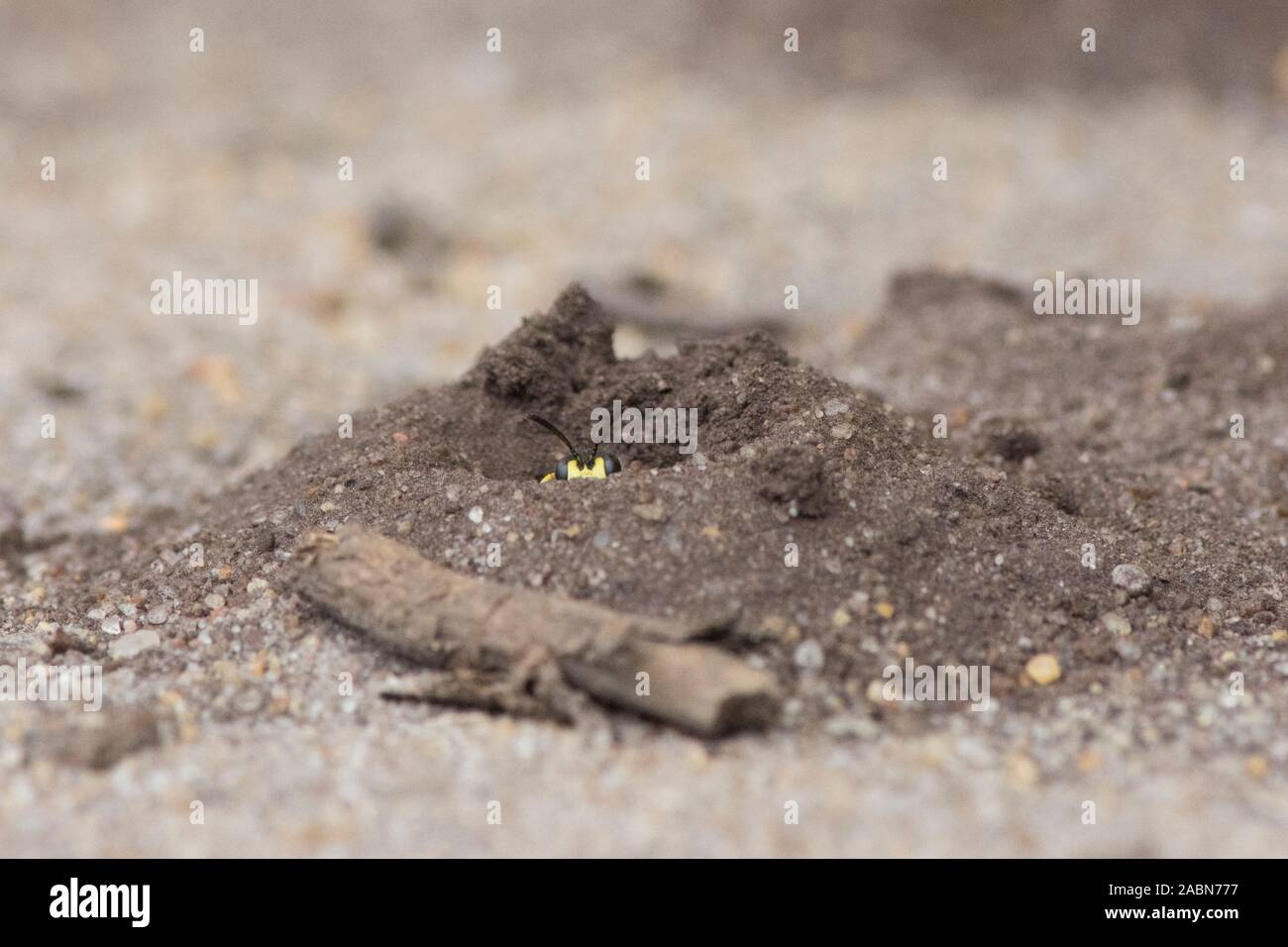 Ground wasp hi-res stock photography and images - Alamy