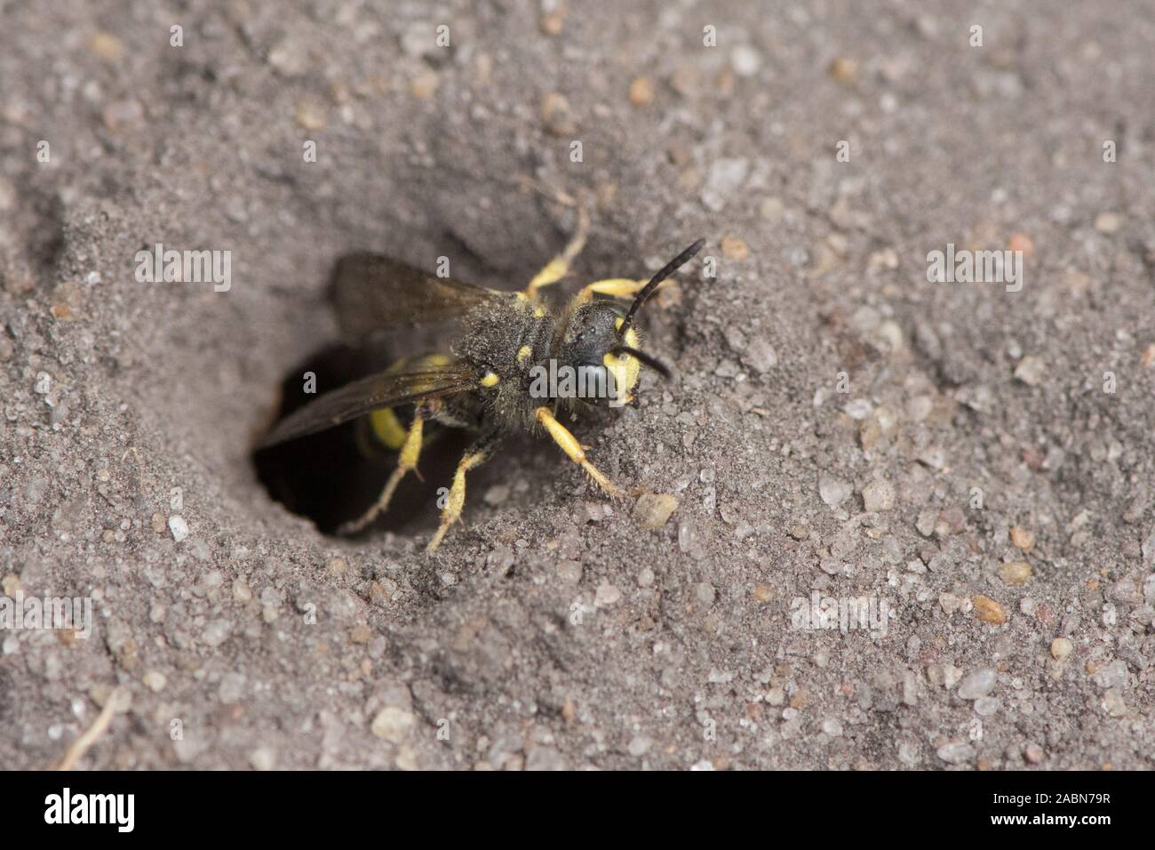 Ornate-tailed Digger Wasp leaving, exiting, nest hole in ground ...