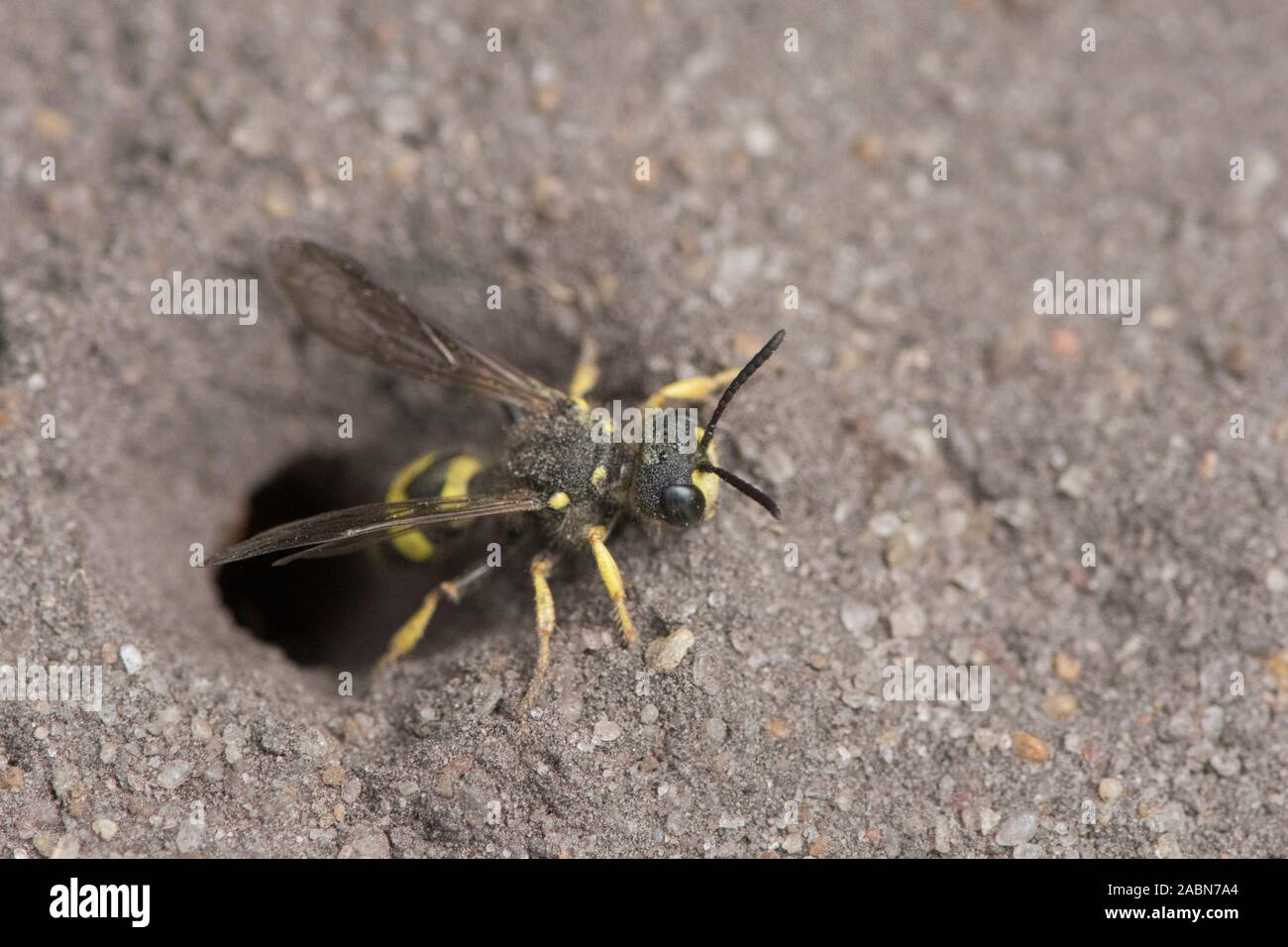 Ground wasp hi-res stock photography and images - Alamy