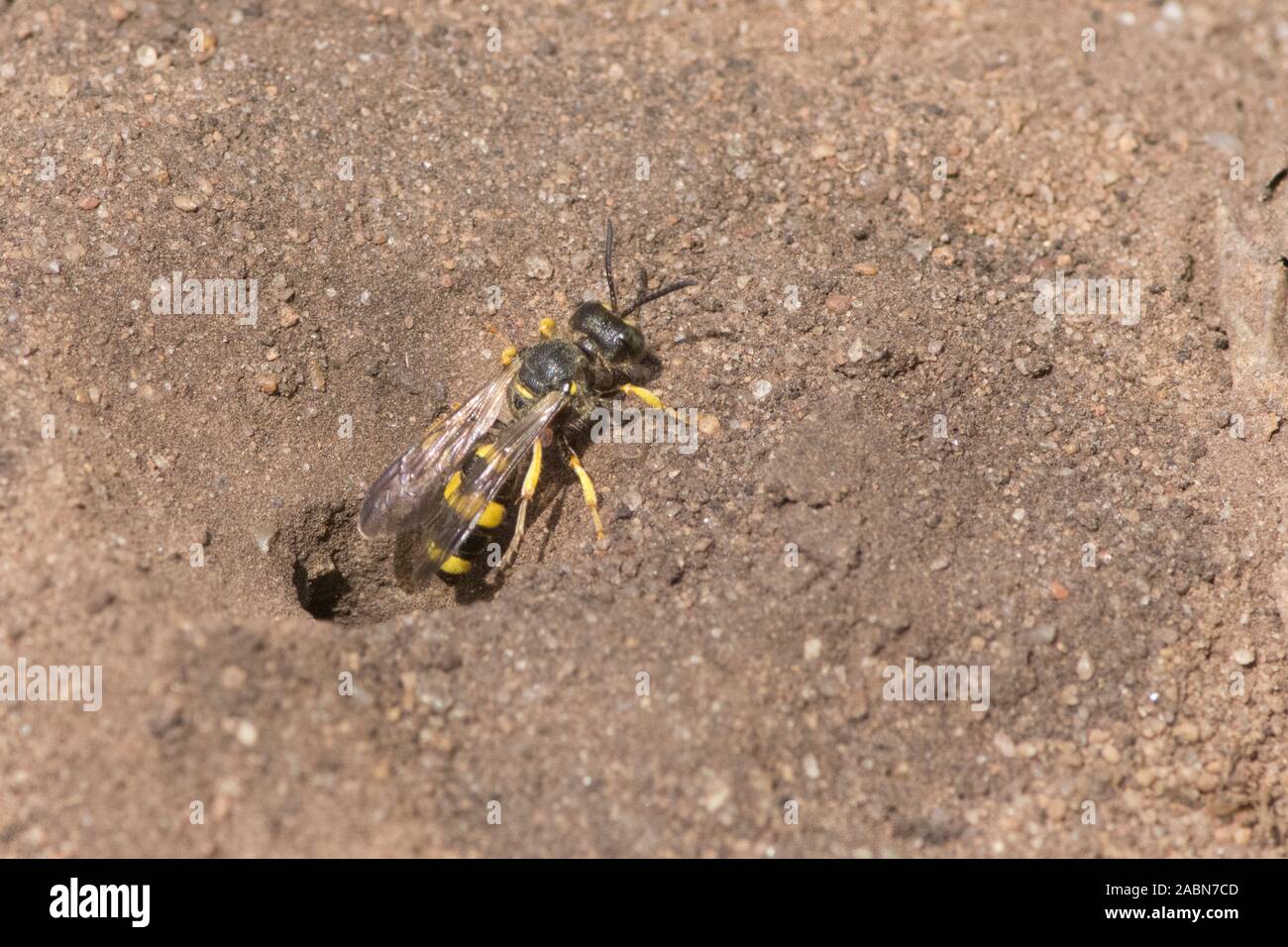 Hole in ground hi-res stock photography and images - Alamy