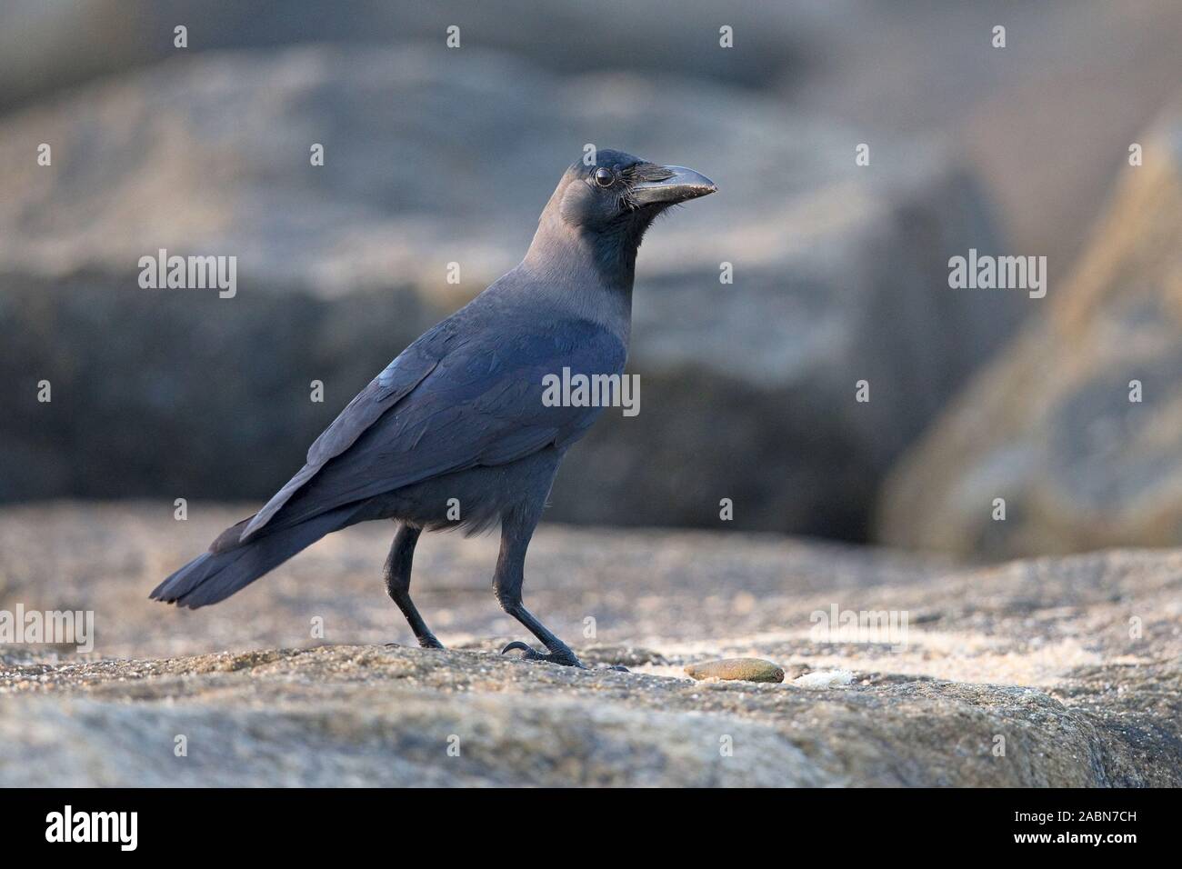 House Crow (Corvus splendens Stock Photo - Alamy