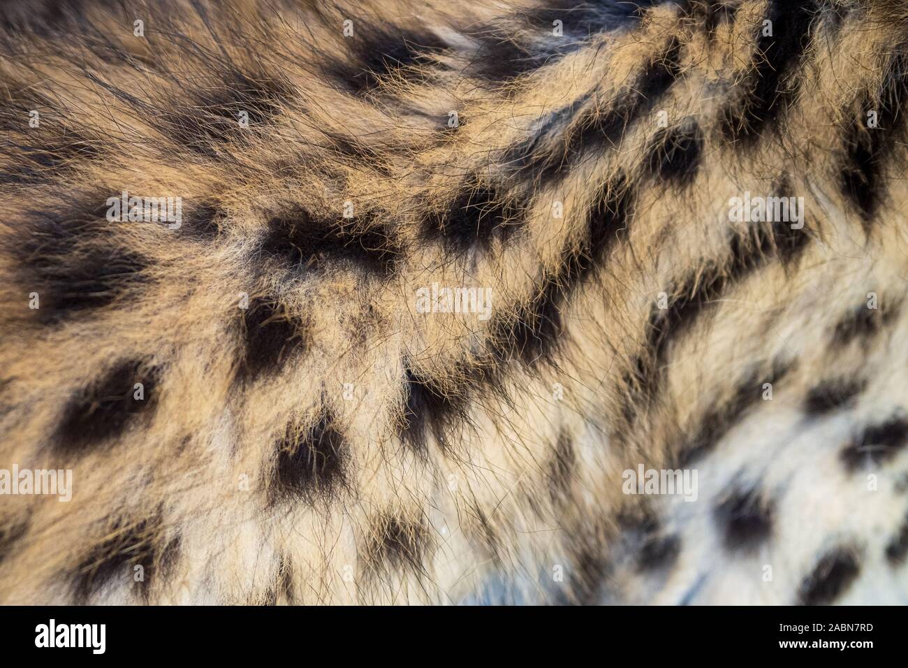 Serval cat skin hi-res stock photography and images - Alamy