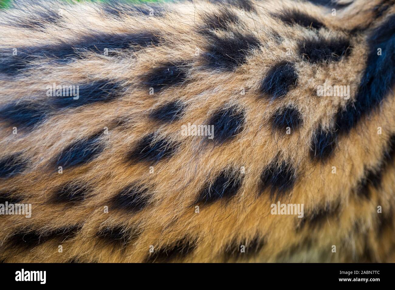 Spotted fluffy fur of a 2 month old serval kitten (Leptailurus serval ...