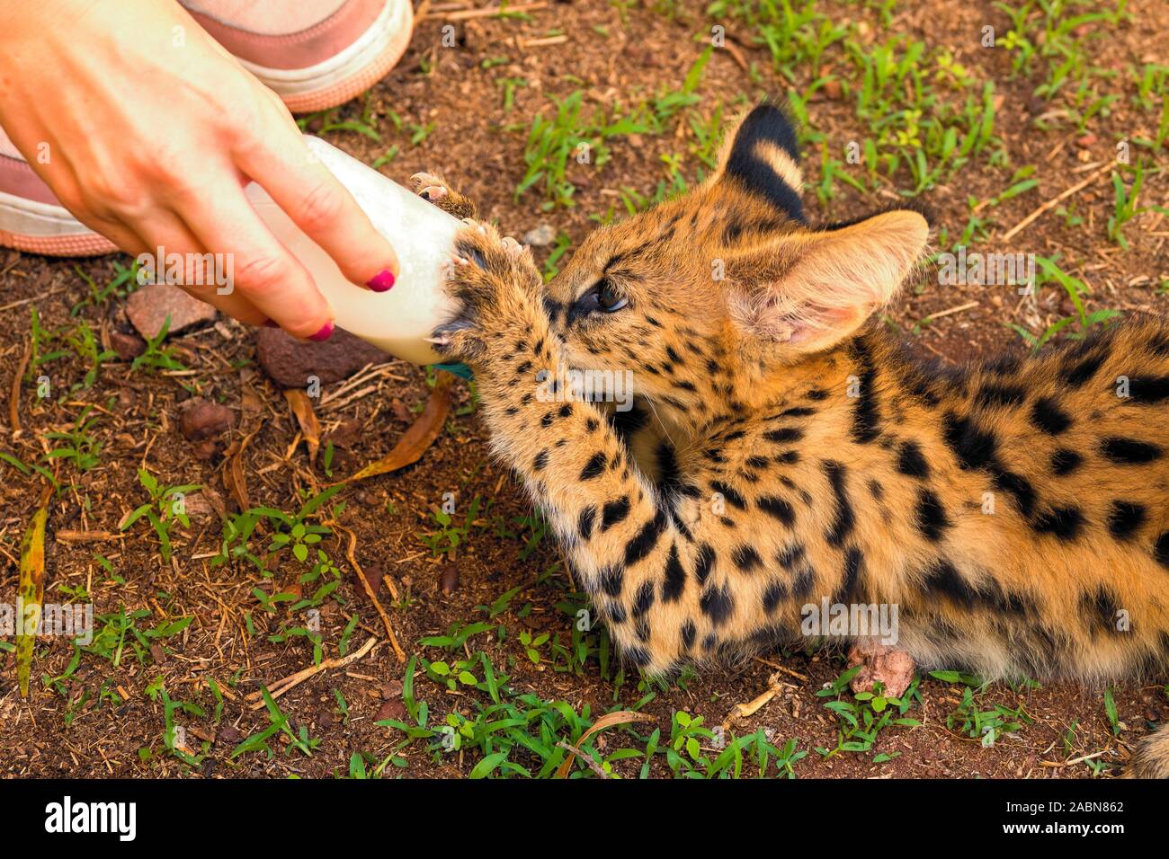 Close-up portrait of a 2 month old serval kitten (Leptailurus serval ...