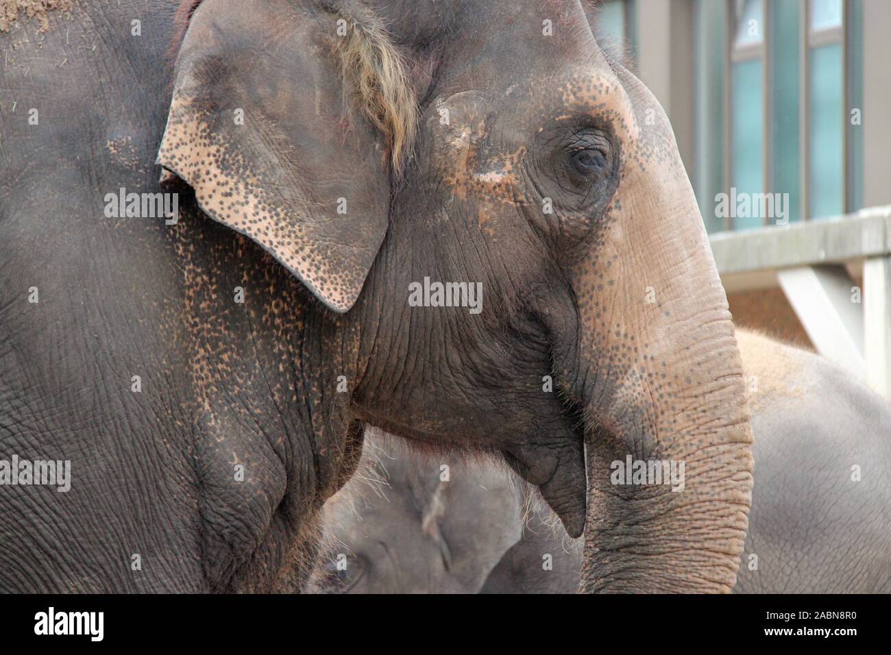 elephant in a zoo in berlin (germany Stock Photo - Alamy