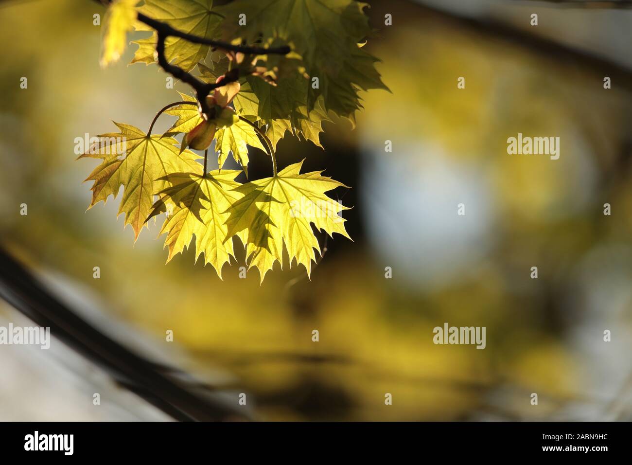 Rich yellow color of leaves in background hi-res stock photography and ...