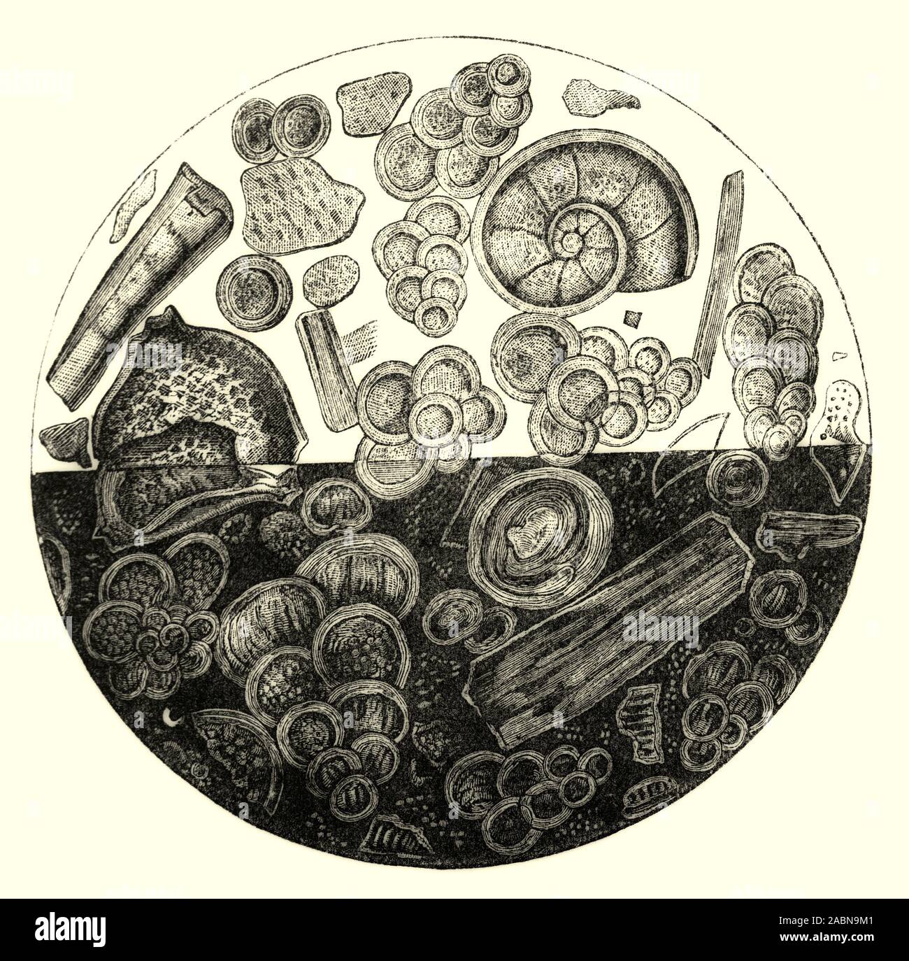 Microscopic sea creatures hi-res stock photography and images - Alamy