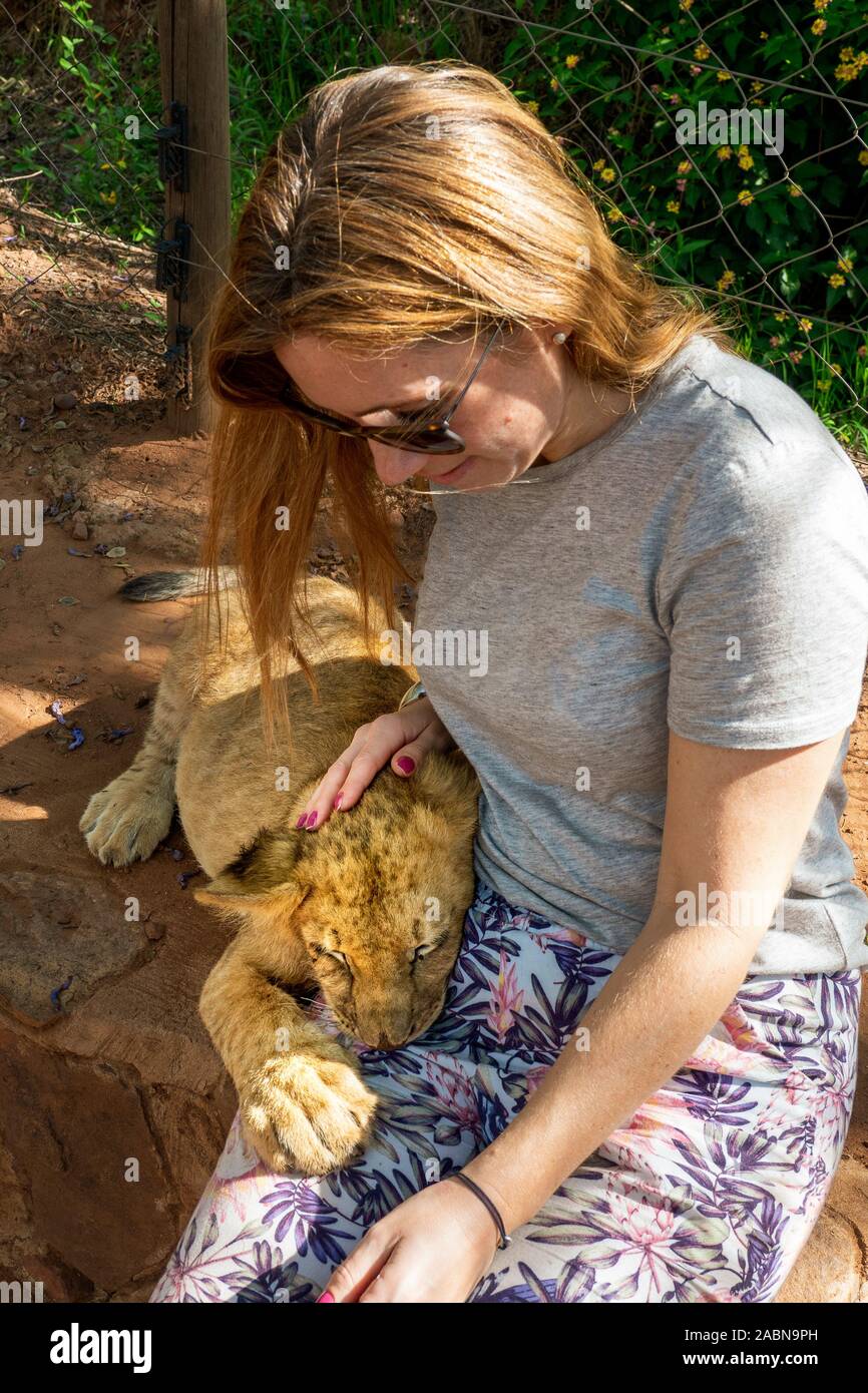 Female tourist touching, petting, stroking and cuddling a 4 month old ...