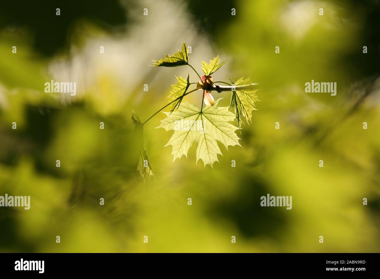 Spring maple leaf in the forest Stock Photo - Alamy