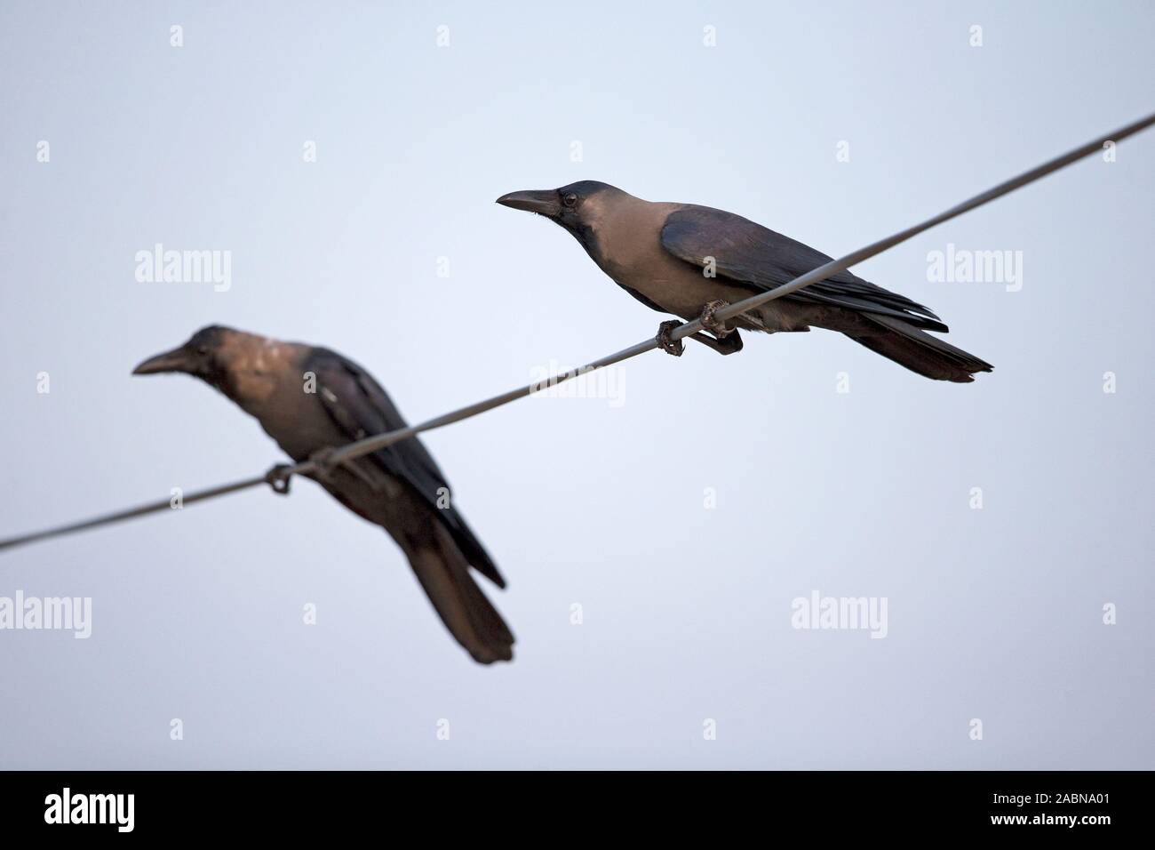 House Crow (Corvus splendens Stock Photo - Alamy