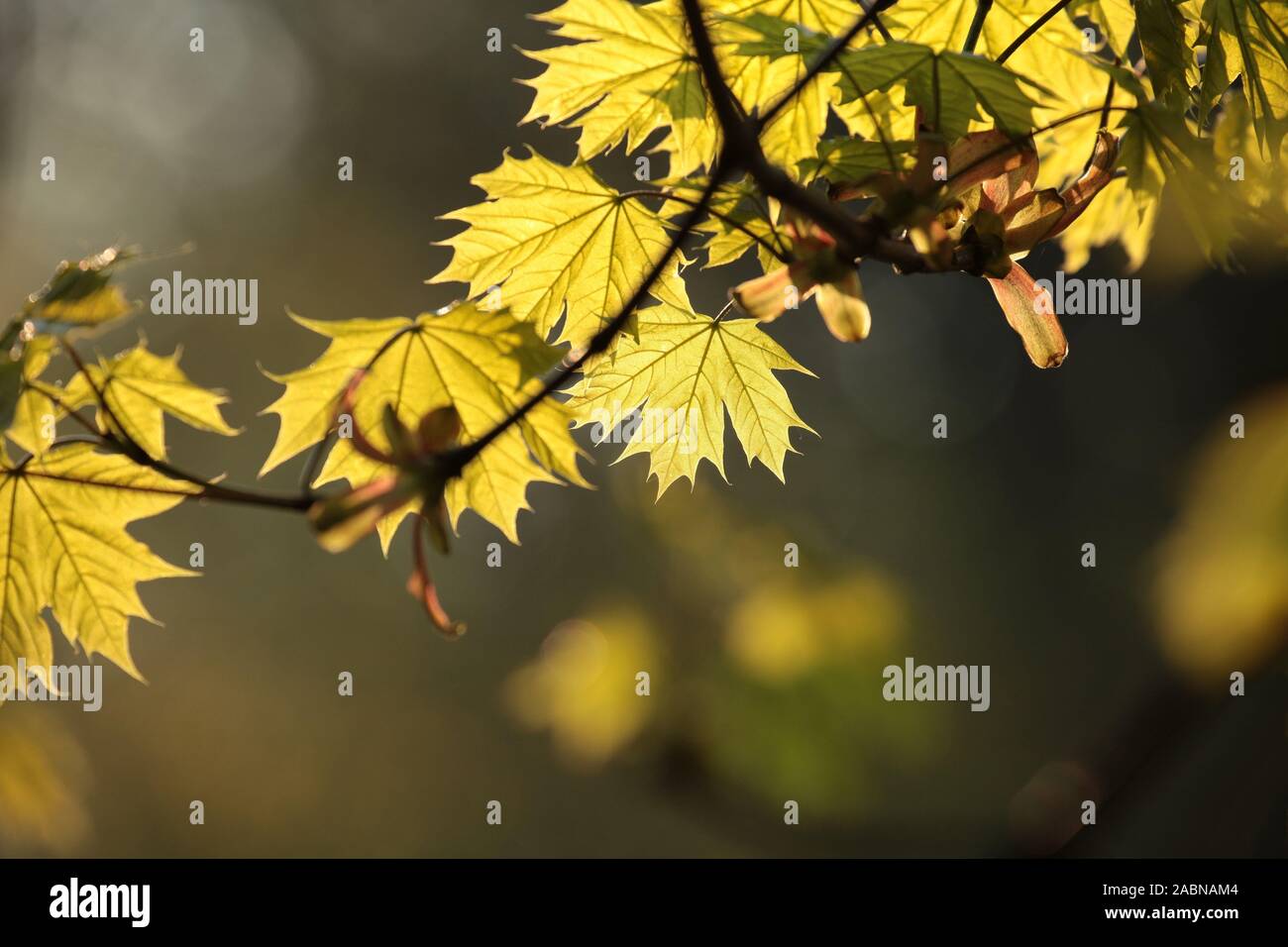 Golden tree maple foliage new spring hi-res stock photography and ...