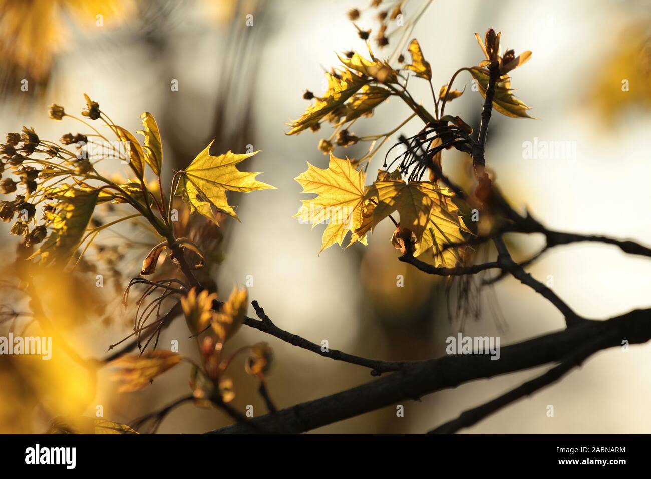 Maple leaves at sunset hi-res stock photography and images - Alamy