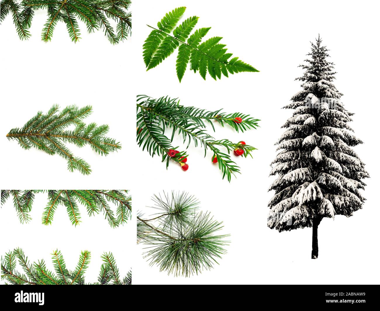 Collage fir branches fir-tree fern pine tree isolated Stock Photo - Alamy