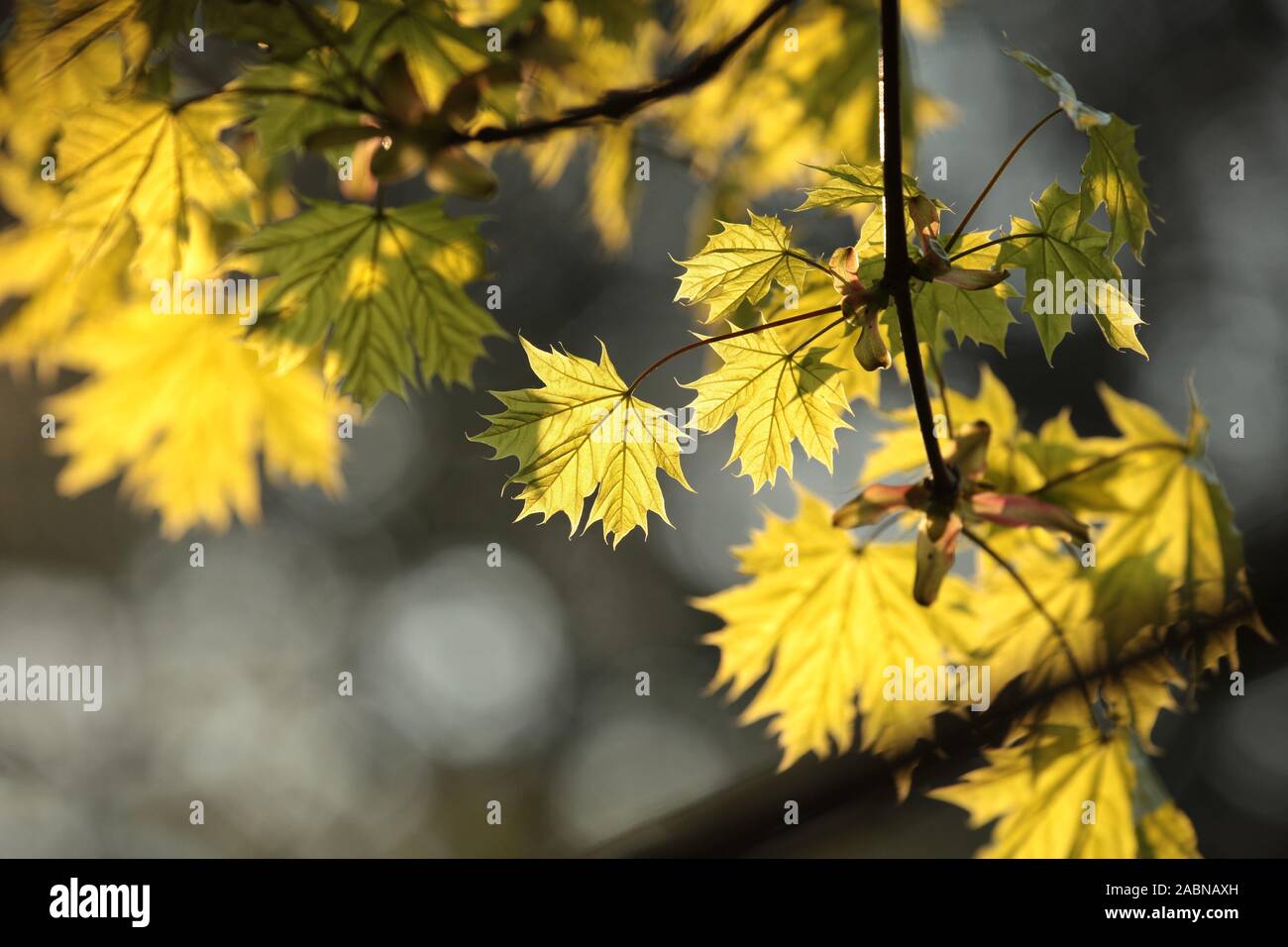 Maple spring hi-res stock photography and images - Alamy