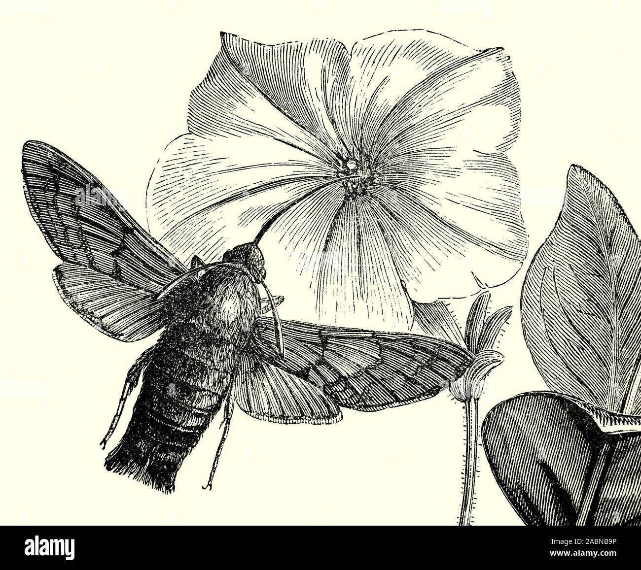 Arctic moth hi-res stock photography and images - Alamy