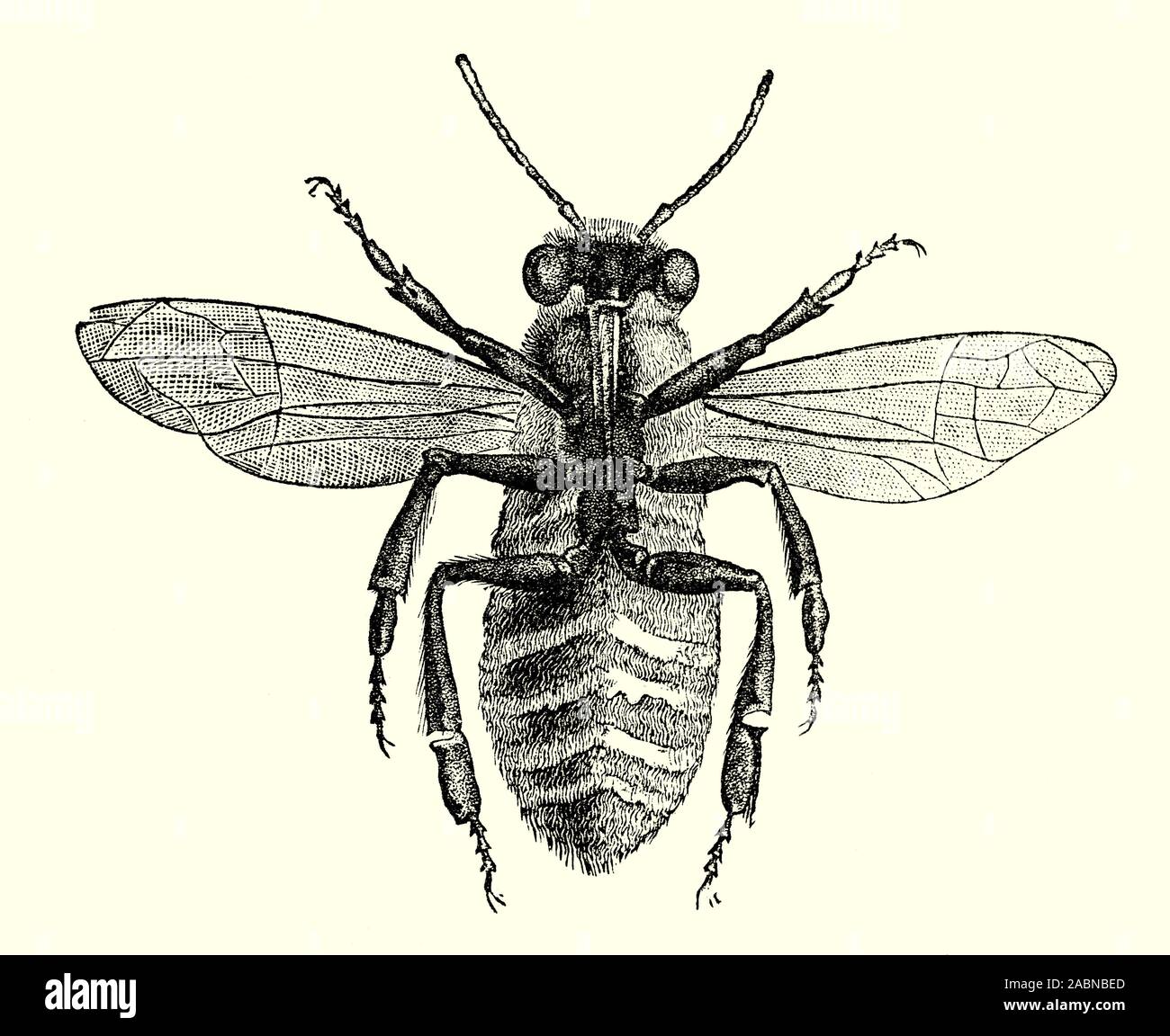 A common or garden bee seen from below showing the eight wax-producing ...