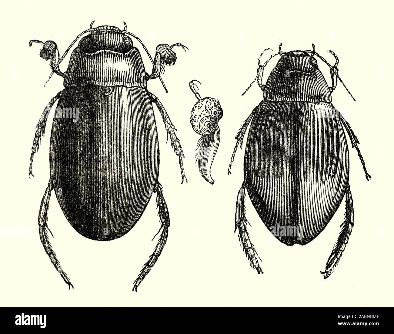 Predaceous Diving Beetle Life Cycle