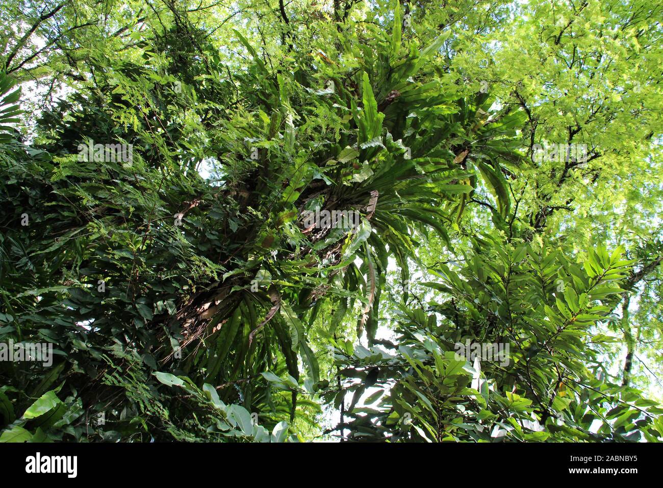 tree in a park in singapore Stock Photo - Alamy