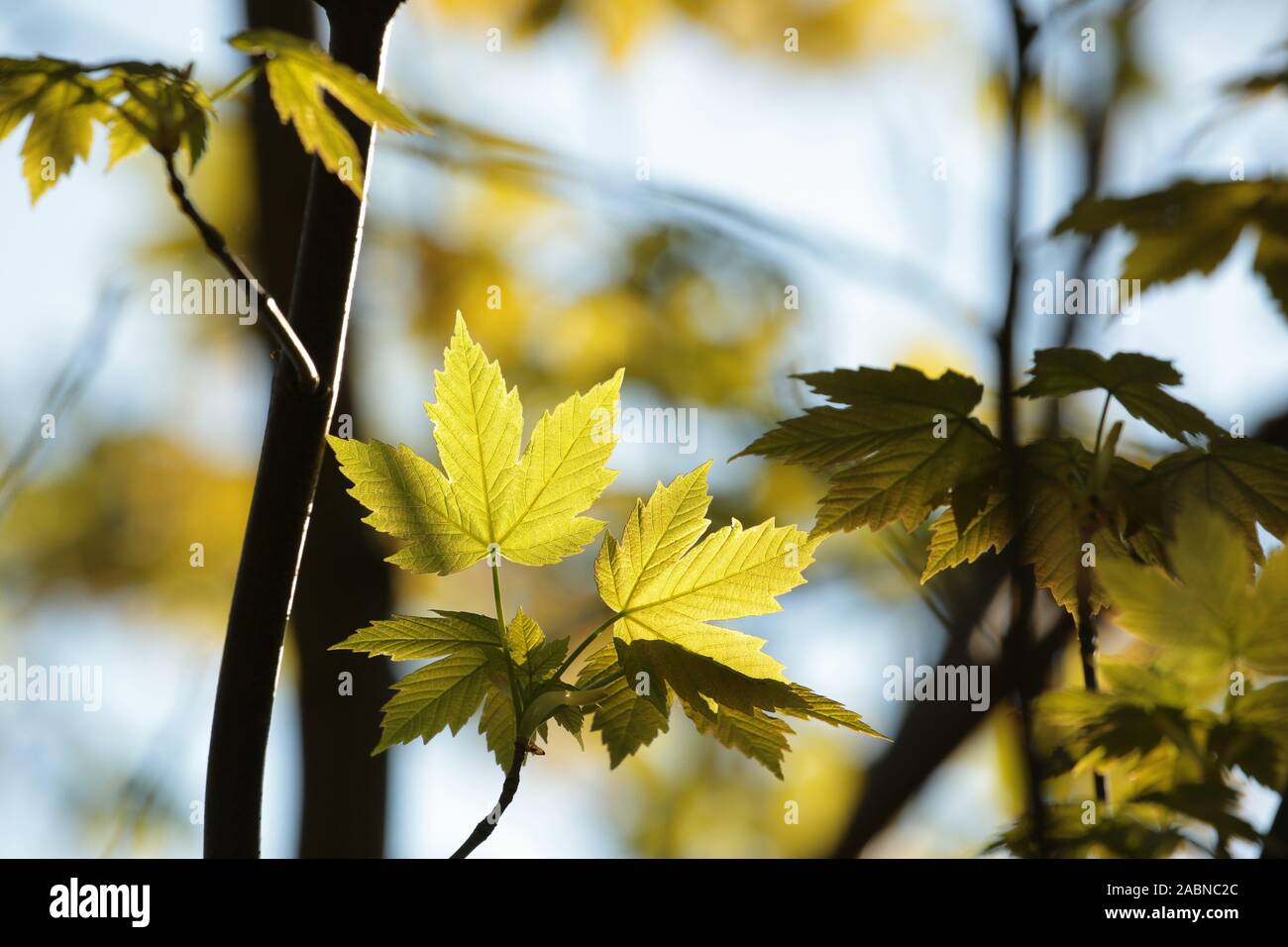 Sycamore tree spring hi-res stock photography and images - Alamy