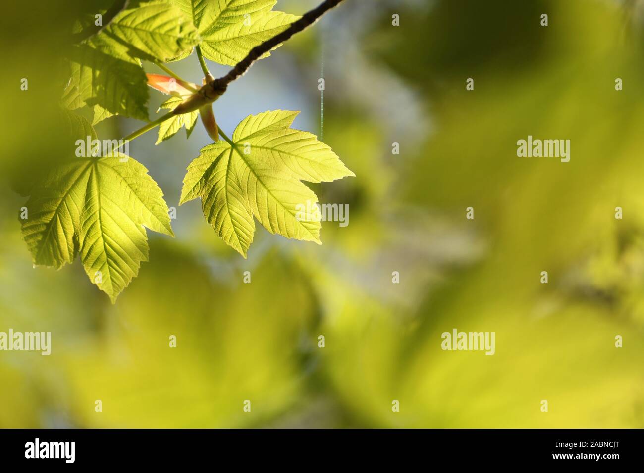 Sycamore maple leaf hi-res stock photography and images - Alamy