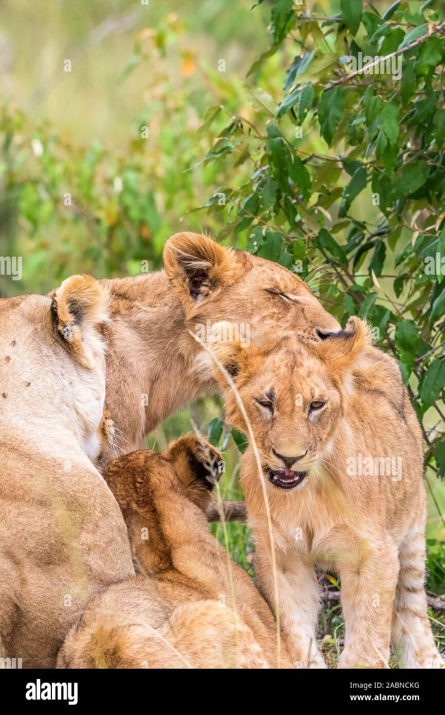 Lioness who wash her cubs Stock Photo - Alamy