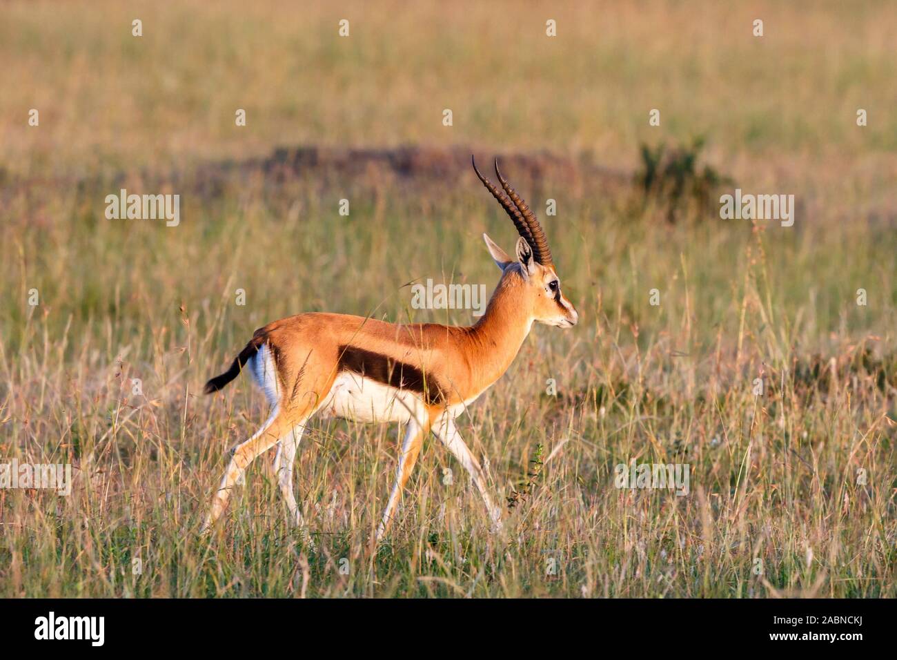 African Thomson's gazelle in the grass on the savanna Stock Photo - Alamy
