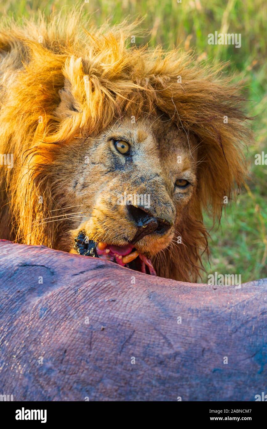 Lion male eating from a dead animal Stock Photo - Alamy