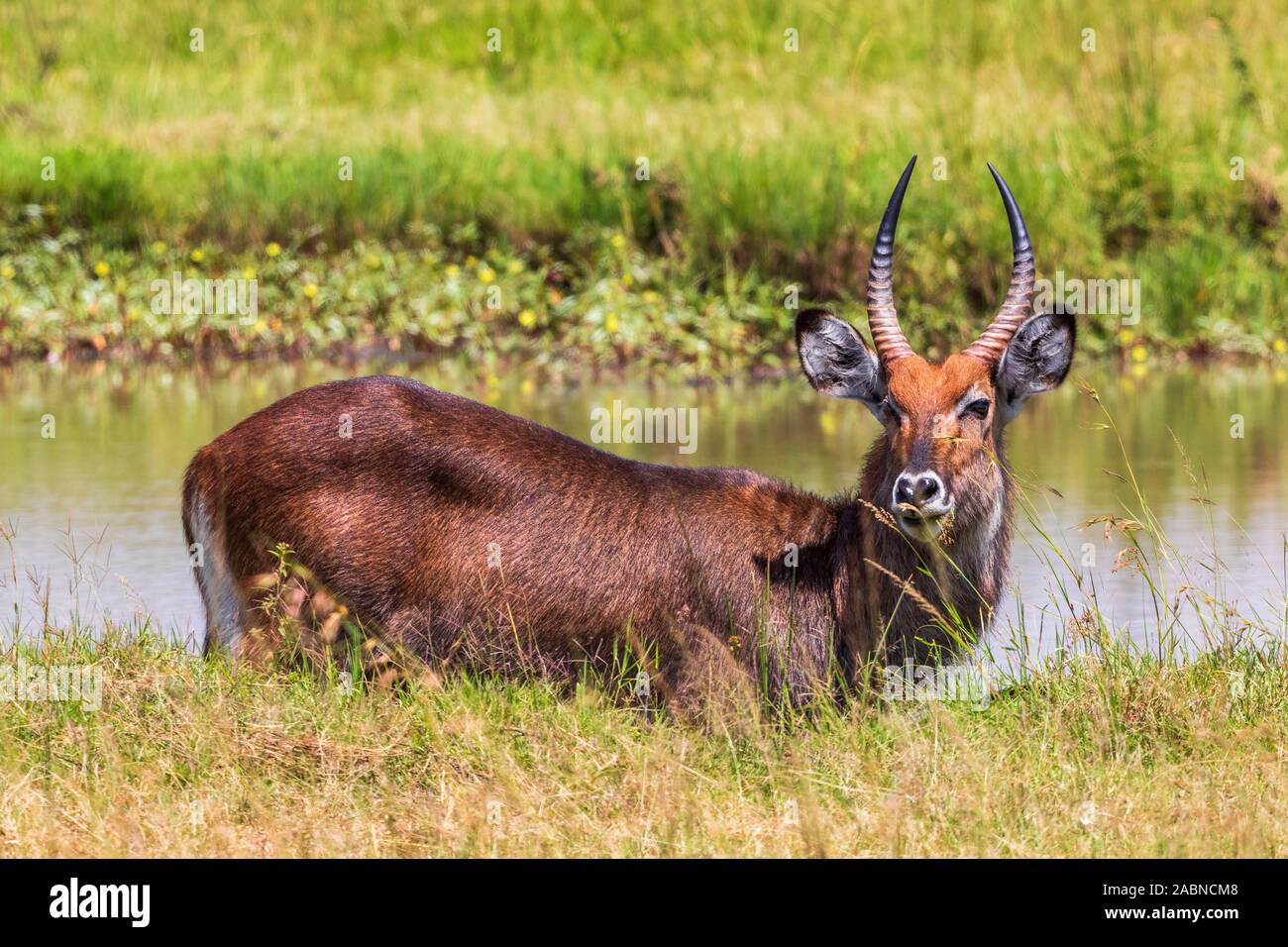 Beautiful Waterbuck at a water hole on the savanna Stock Photo - Alamy