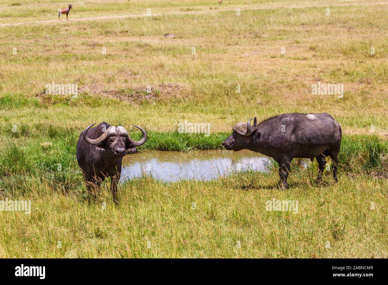 Savannah waterhole [african buffalo] hi-res stock photography and ...