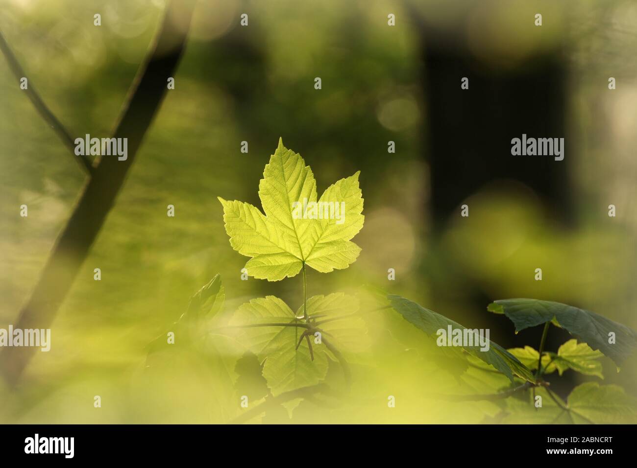 Sycamore maple leaf hi-res stock photography and images - Alamy