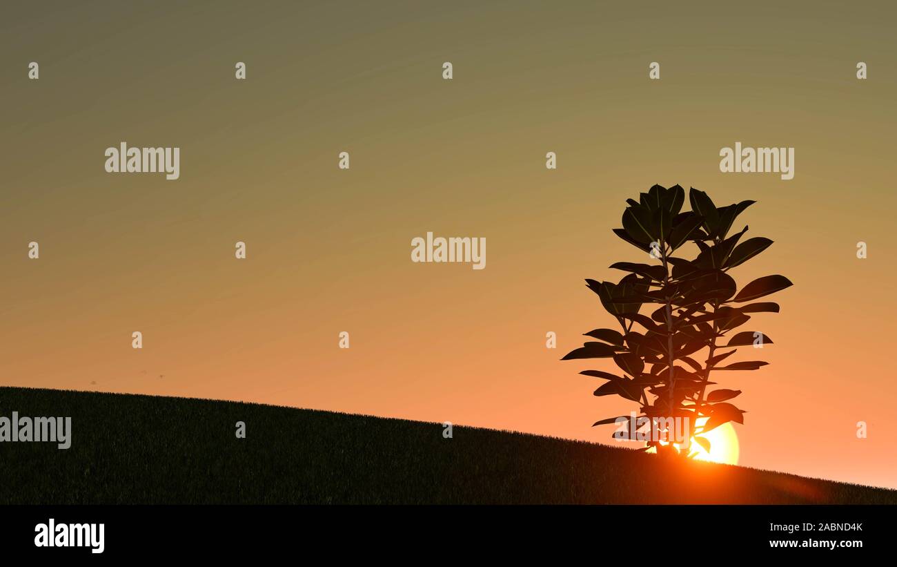 Plant at Sunset Landscape Background, 3D Rendering Stock Photo - Alamy