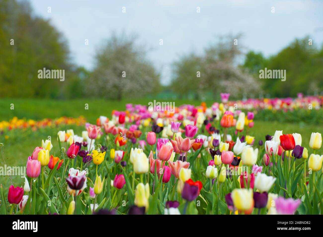 Colorful tulip fields in springtime Stock Photo - Alamy