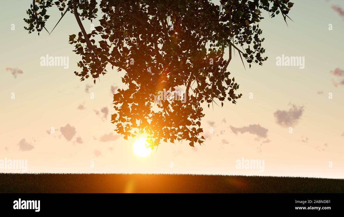 Plant at Sunset Landscape Background, 3D Rendering Stock Photo - Alamy