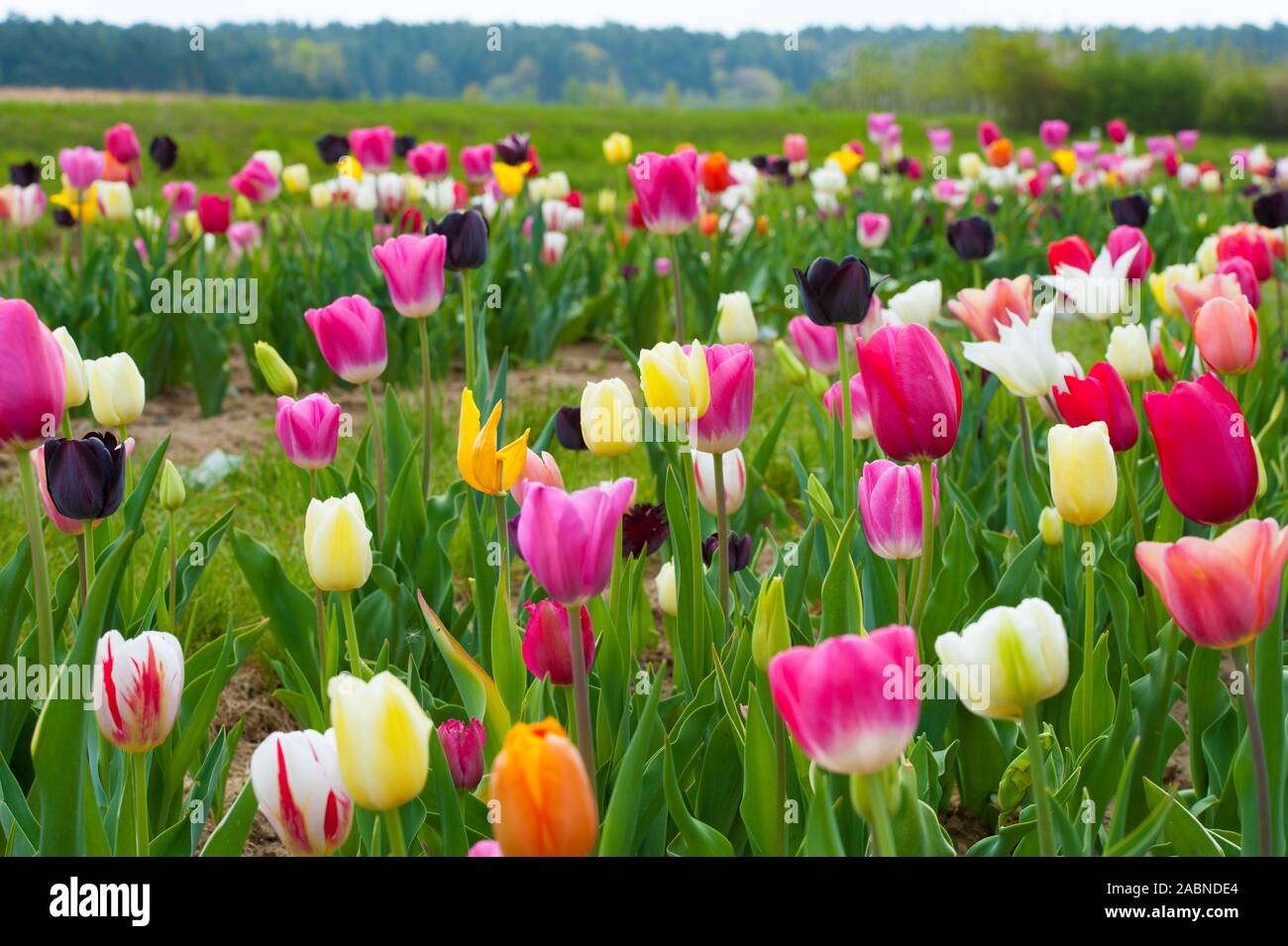 Colorful tulip fields in springtime Stock Photo - Alamy