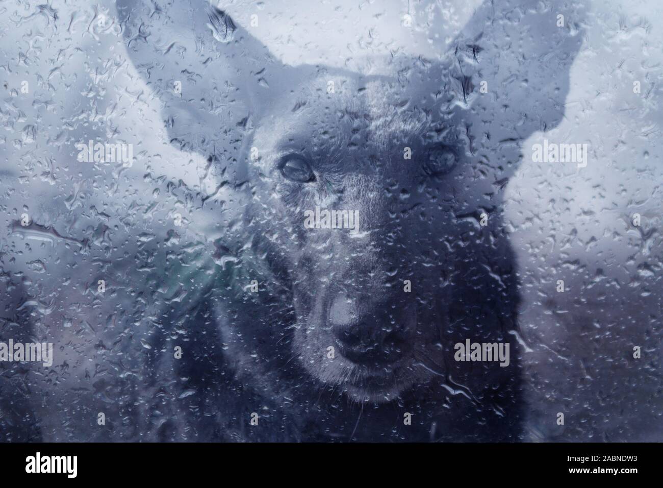 Sad dog behind wet window. Raining Stock Photo - Alamy