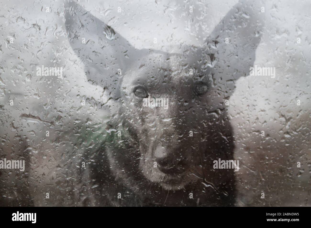 Sad dog behind wet window. Raining Stock Photo - Alamy