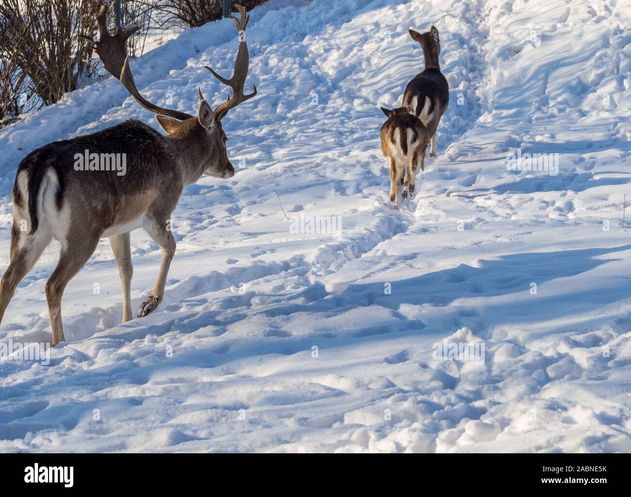 Fallow deer in fog hi-res stock photography and images - Alamy