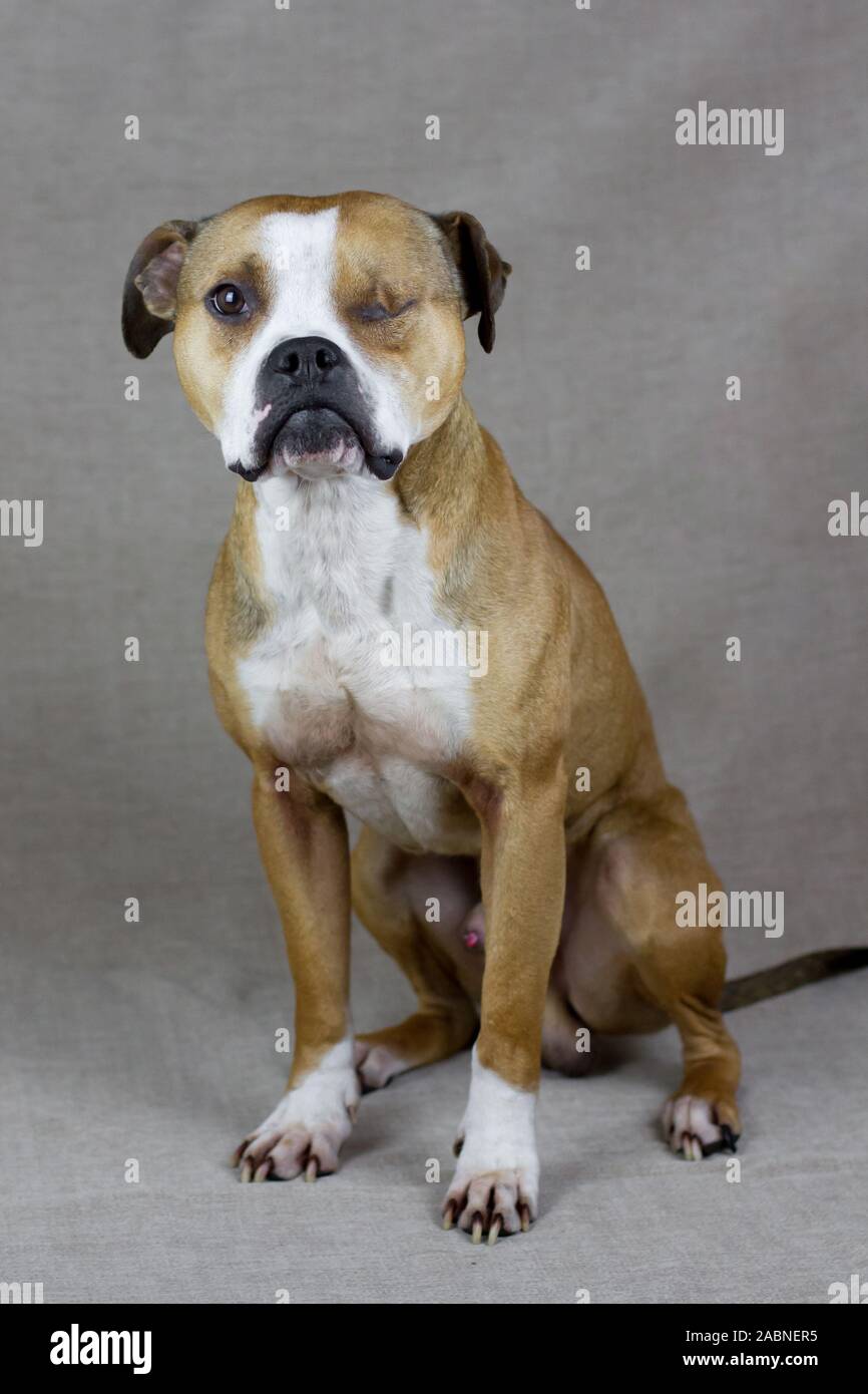 One eyed pit bull hi-res stock photography and images - Alamy