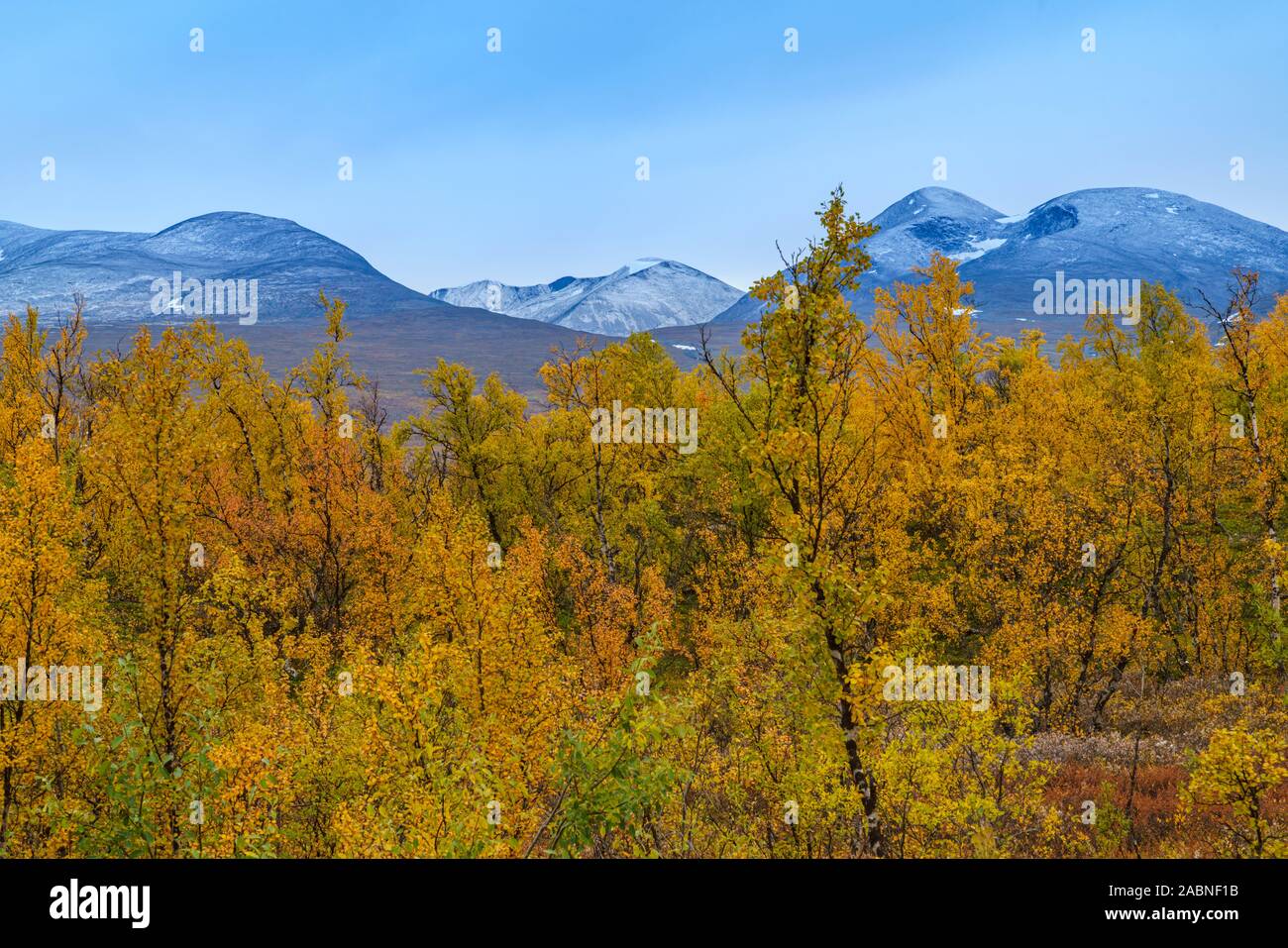 Autumn landscape in Abisko national park, mountains and yellow birch ...