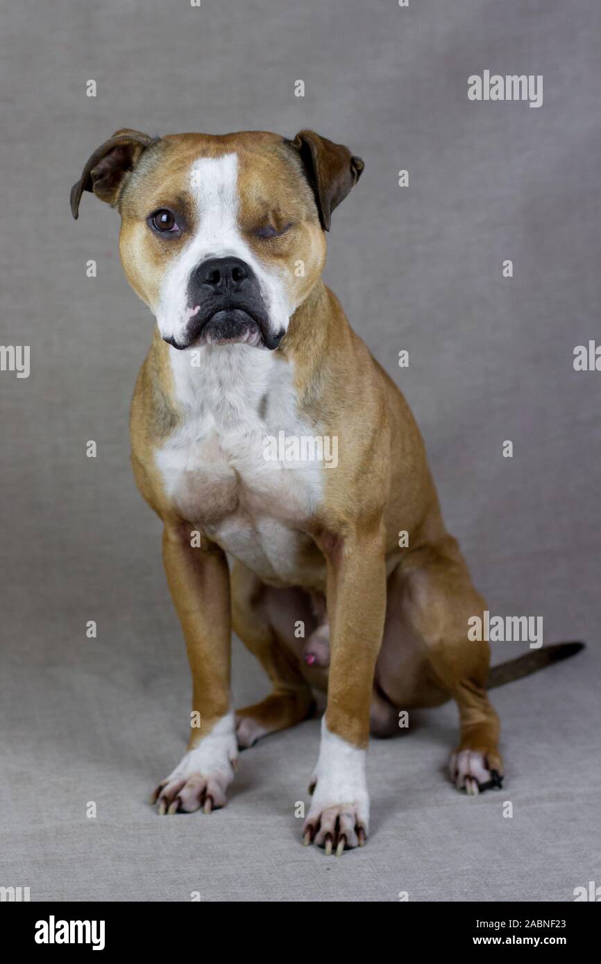 One eyed pit bull hi-res stock photography and images - Alamy