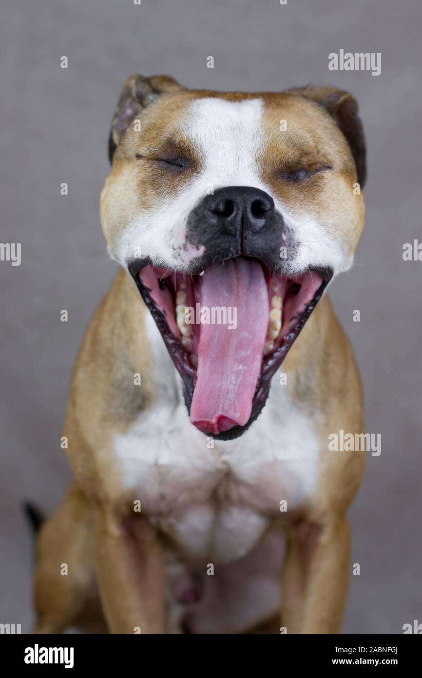 American bulldog yawning hi-res stock photography and images - Alamy