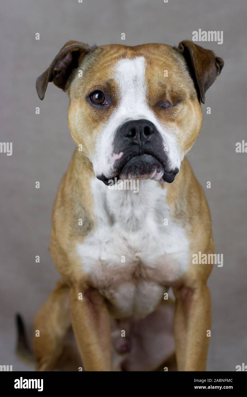 Enucleation dog hi-res stock photography and images - Alamy