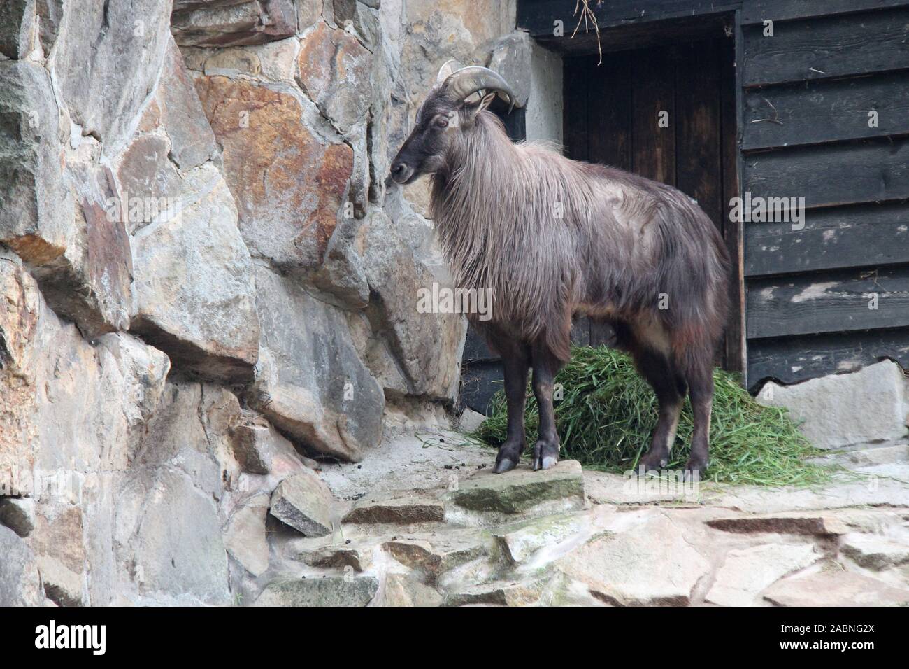 wild goat in a zoo in berlin (germany Stock Photo - Alamy