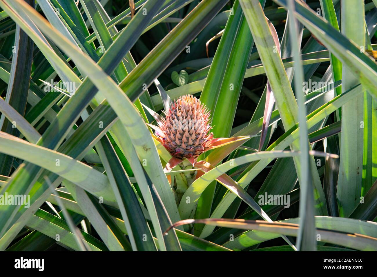 Pineapple growing hi-res stock photography and images - Alamy