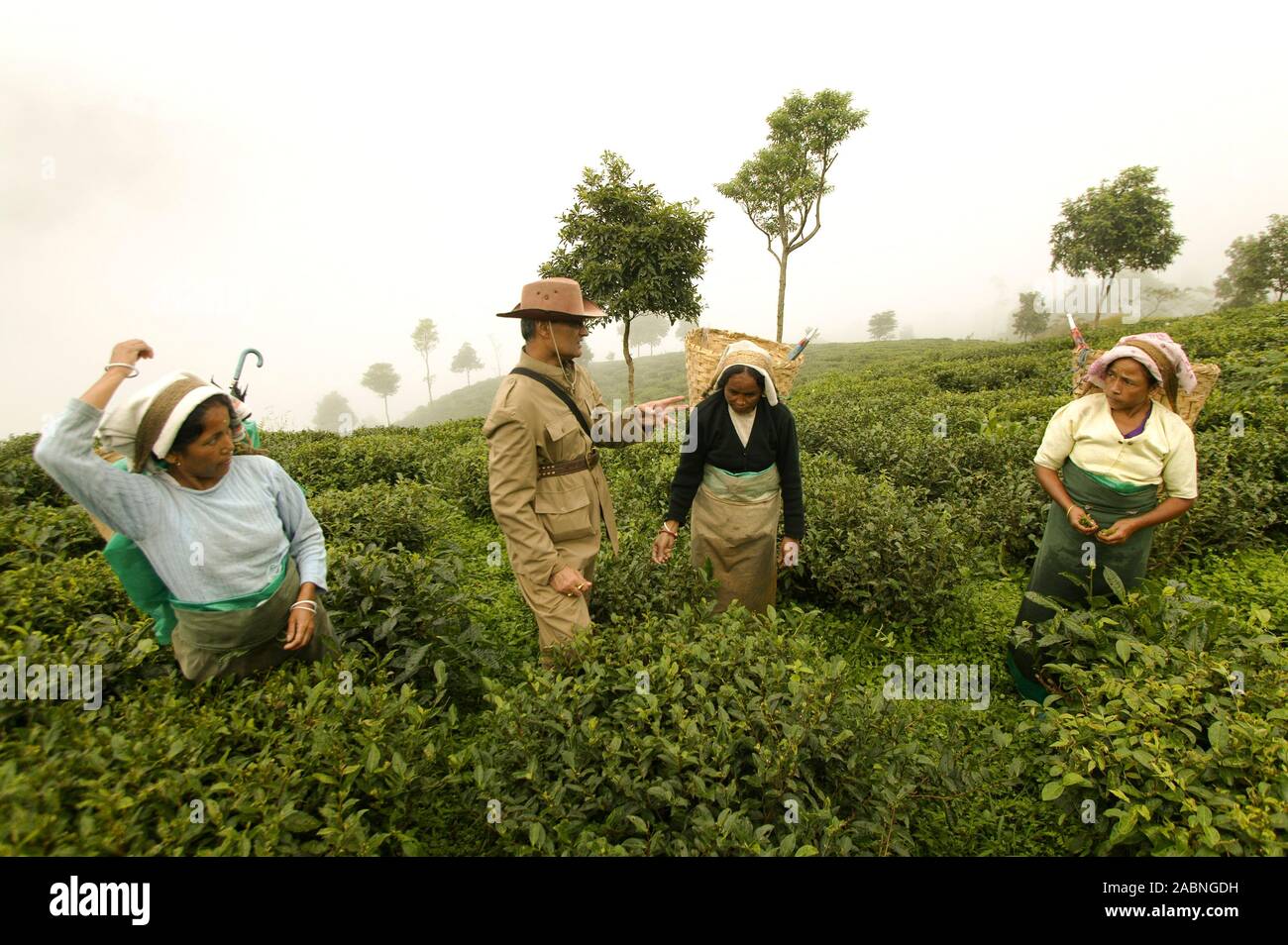 MAKAIBARI TEA ESTATES Stock Photo - Alamy