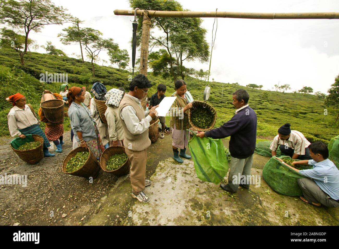 MAKAIBARI TEA ESTATES Stock Photo - Alamy