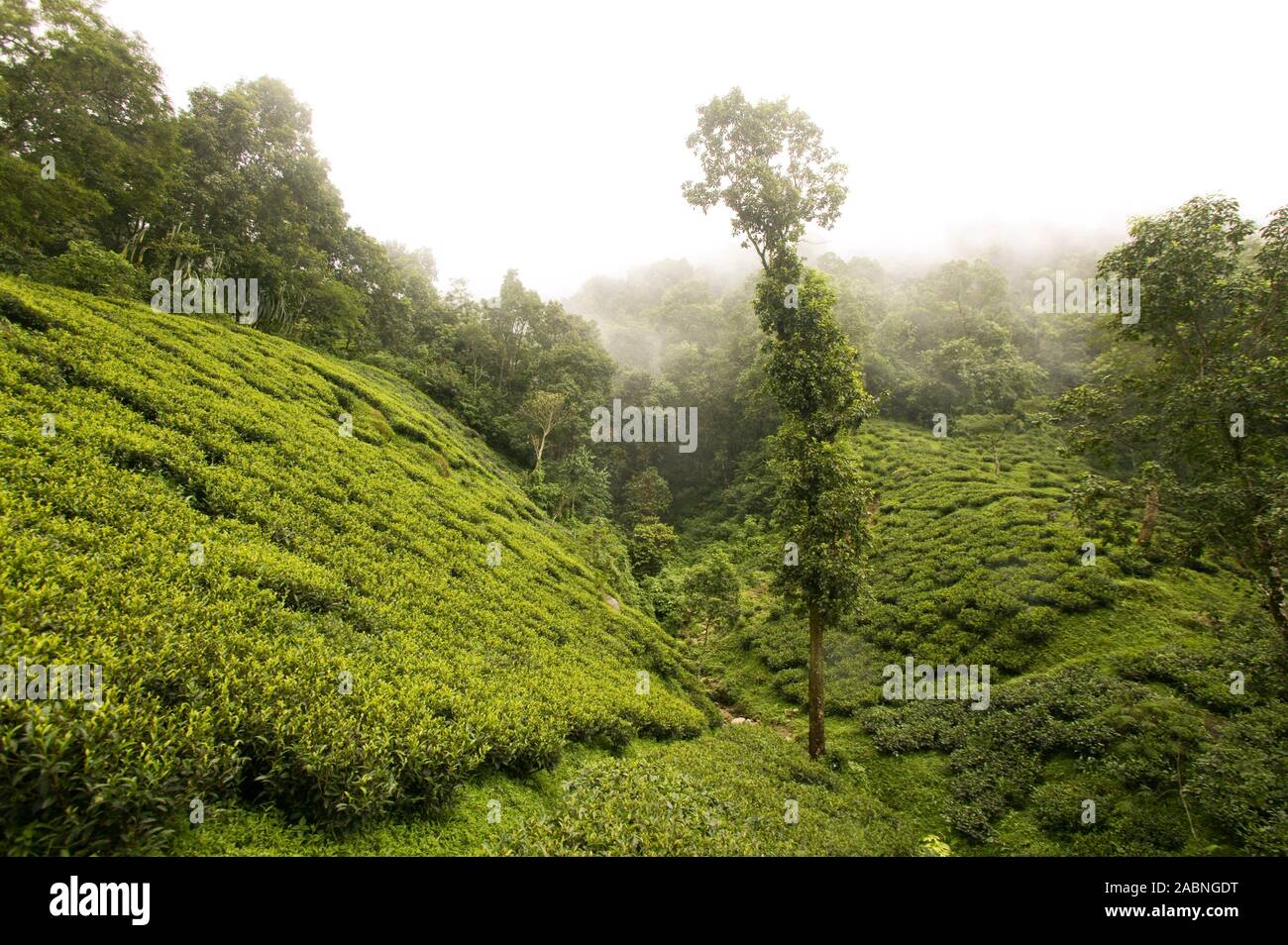 MAKAIBARI TEA ESTATES Stock Photo - Alamy