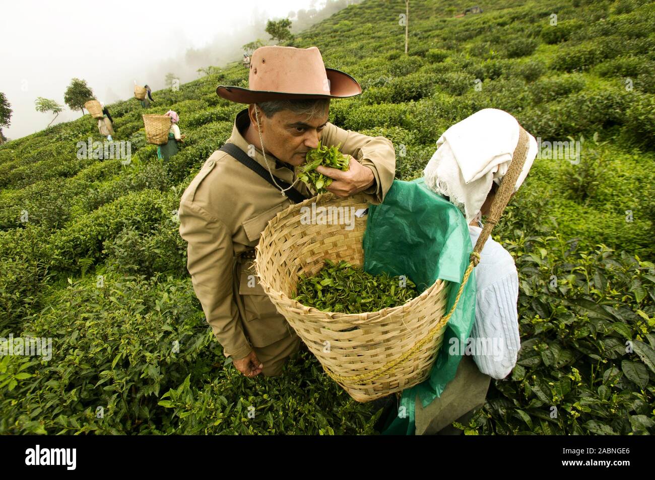 MAKAIBARI TEA ESTATES Stock Photo - Alamy